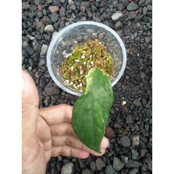 Jual Epipremnum hanuman sp bali varigata blm tunas / pinnatum hanoman ...