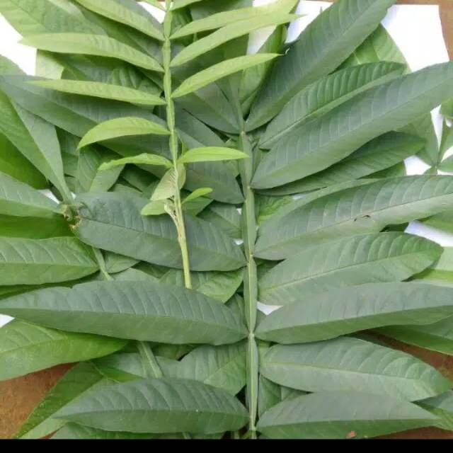 Jual Daun sungkai segar / Daun sungkai basah 250 gram | Shopee Indonesia