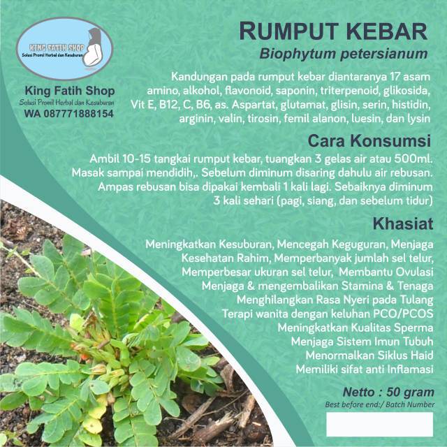 Jual Rumput Kebar Papua Original 50 Gr | Shopee Indonesia
