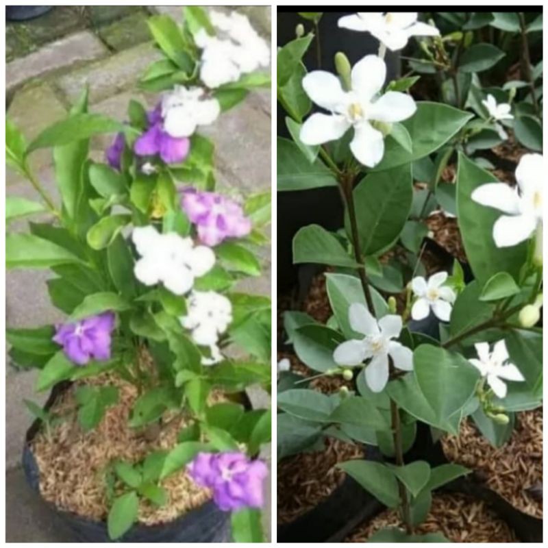 Jual PROMO!!! Paket 2 Jenis Tanaman Melati Costa Dan Melati Jasmine ...