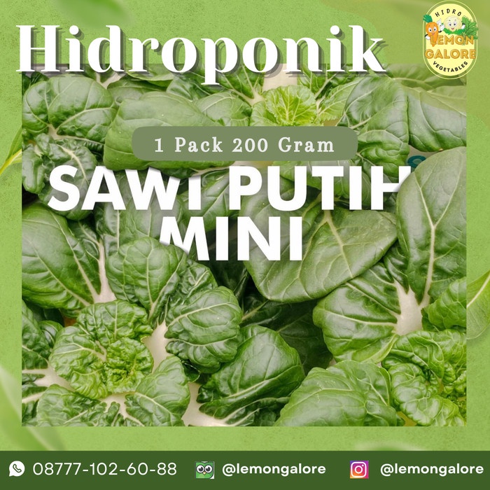 Jual Sawi Putih Mini Hidroponik 200 gr / Sayur Segar Hidro Lemon Galore ...