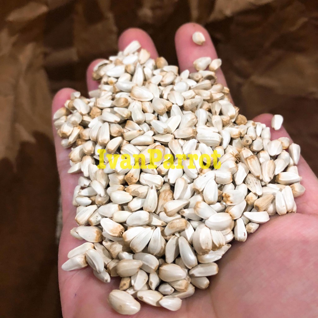 Jual SAFFLOWER SEED KUACI PUTIH KEMASAN 1KG | Shopee Indonesia