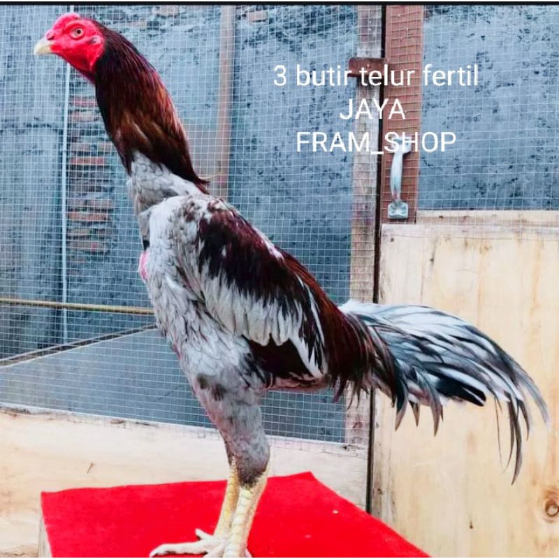 Jual promo!! telur ayam pakhoy paket 3 butir | Shopee Indonesia