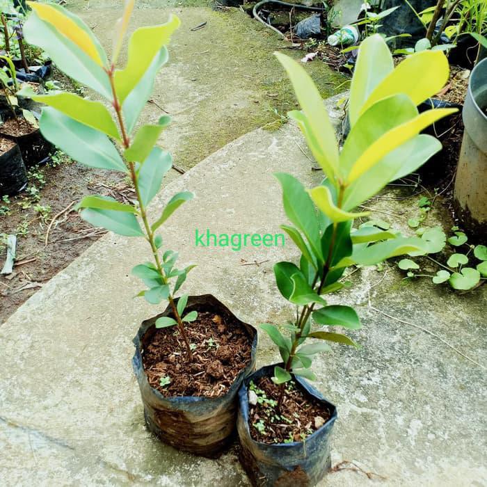 Jual tr3nd Bibit Pohon Jamblang Hitam - Buah Jamblang Duwet/Jambu Kling ...