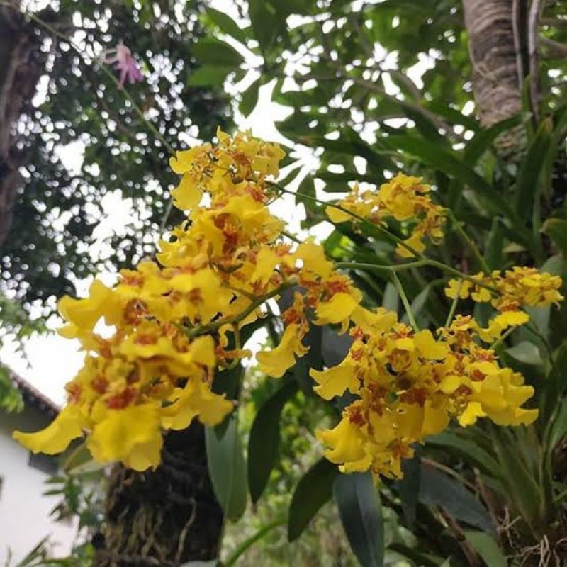 Jual Anggrek oncidium golden shower | Shopee Indonesia