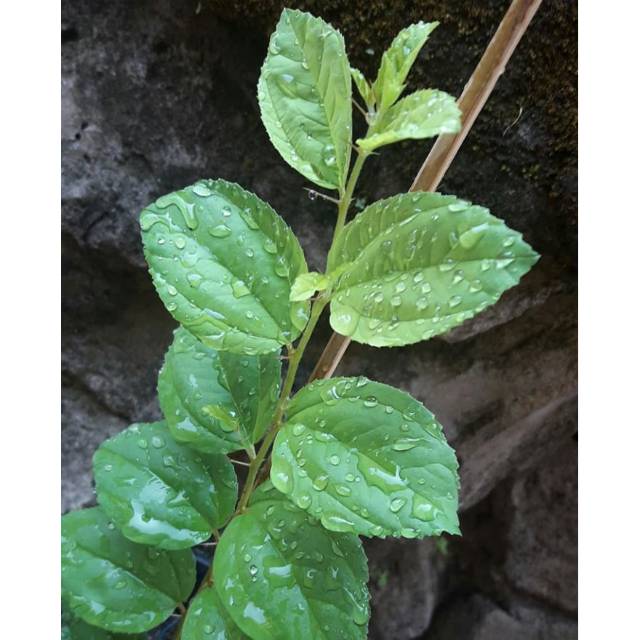 Jual Bibit bidara arab sidr / bibit pohon bidara arab / bibit bidara ...