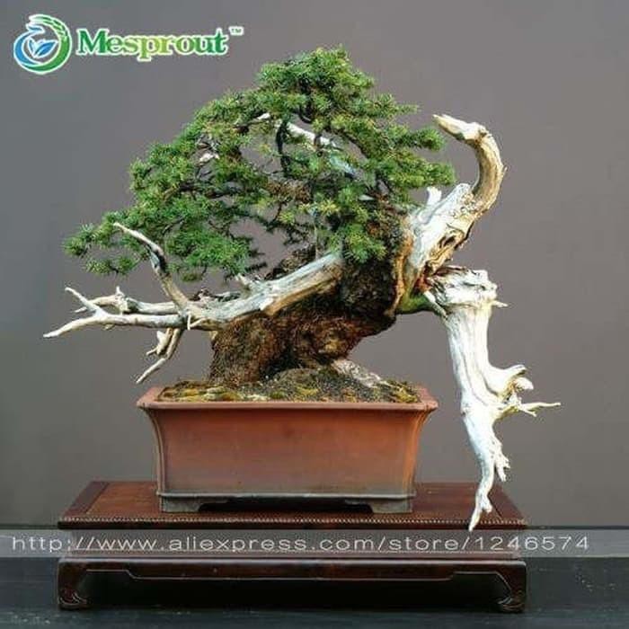 Jual Bibit Benih Biji Pohon Norway Spruce Christmas Tree Cocok Untuk ...
