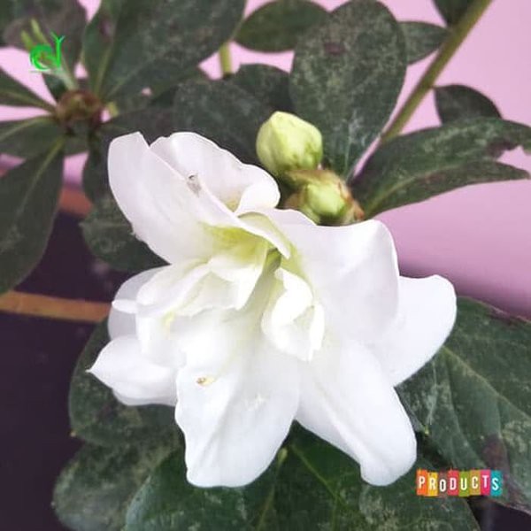 Jual Berkebun asik Bibit Tanaman azalea bunga putih tumpuk | Shopee ...