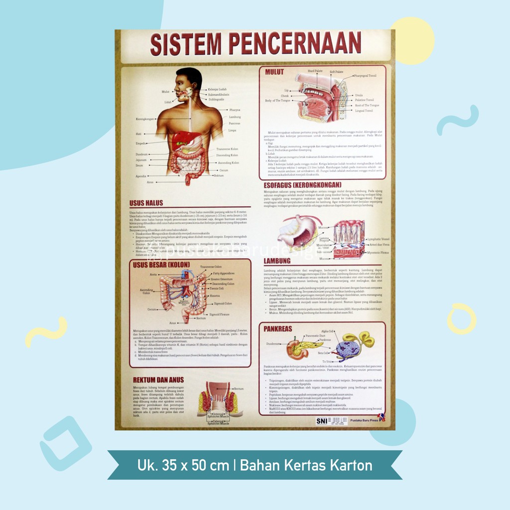 Jual Poster Edukasi Anak Mainan Edukasi Anak Lembaran Sei Anatomi Tubuh Rangka Rusuk Sistem ...