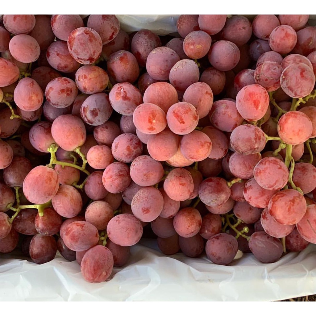 Jual Buah Anggur Merah AUSTRALIA Import Red Globe | Shopee Indonesia