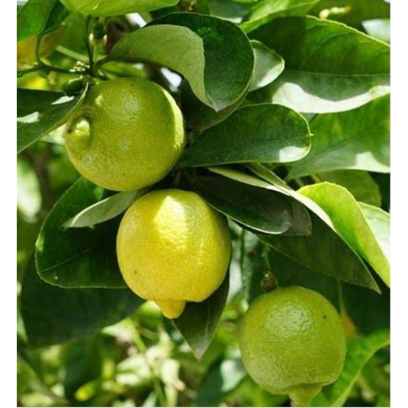 Jual Jeruk Lemon Lokal 1kg | Shopee Indonesia