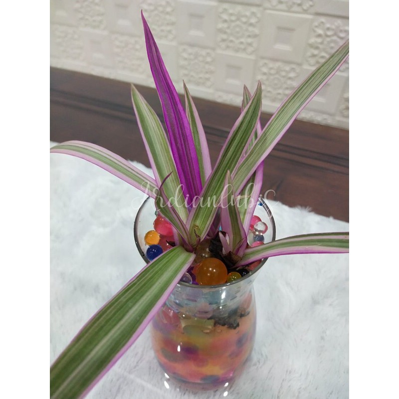 Jual Tanaman Hias Adam Hawa Varigata/ Rhoeo Discolor | Shopee Indonesia