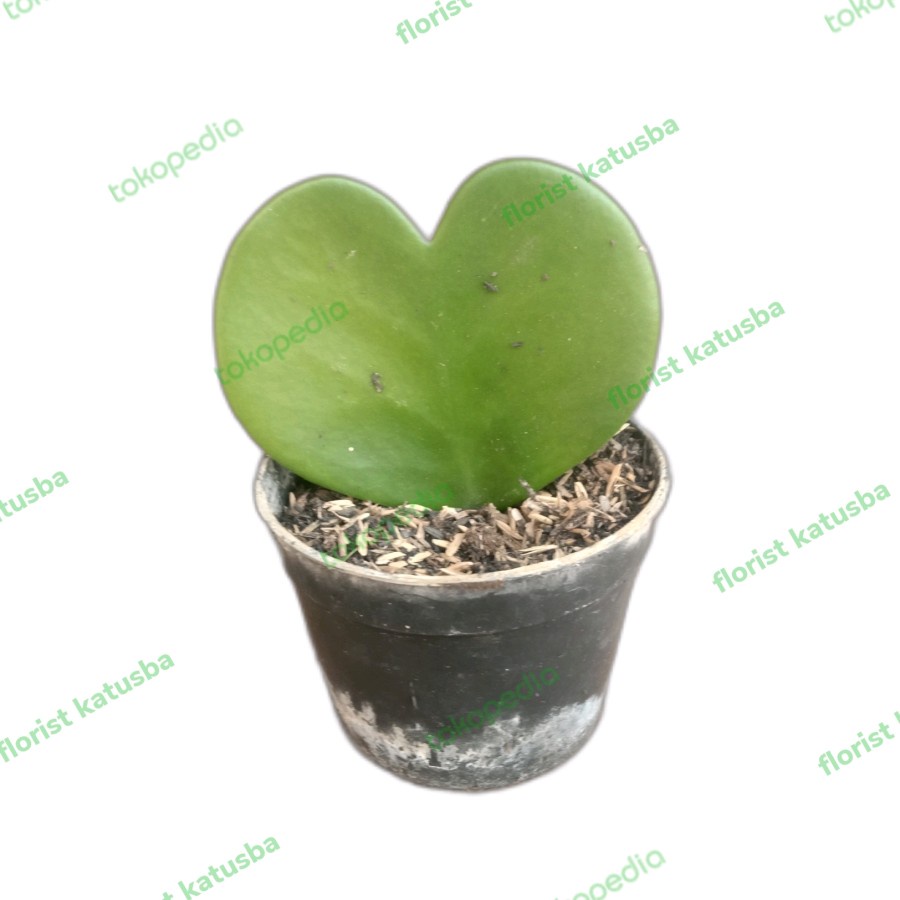 Jual tanaman hias indoor Hoya kerrii green /Hoya love-hoya valentine ...