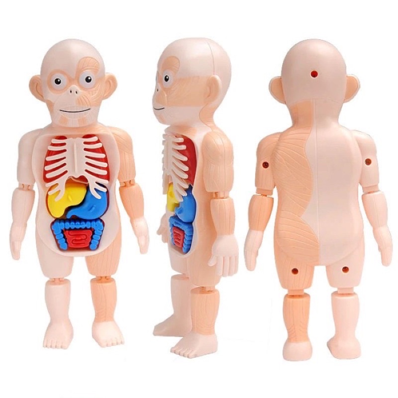 Jual LILOMILO Human body model/belajar organ tubuh manusia/simulasi ...