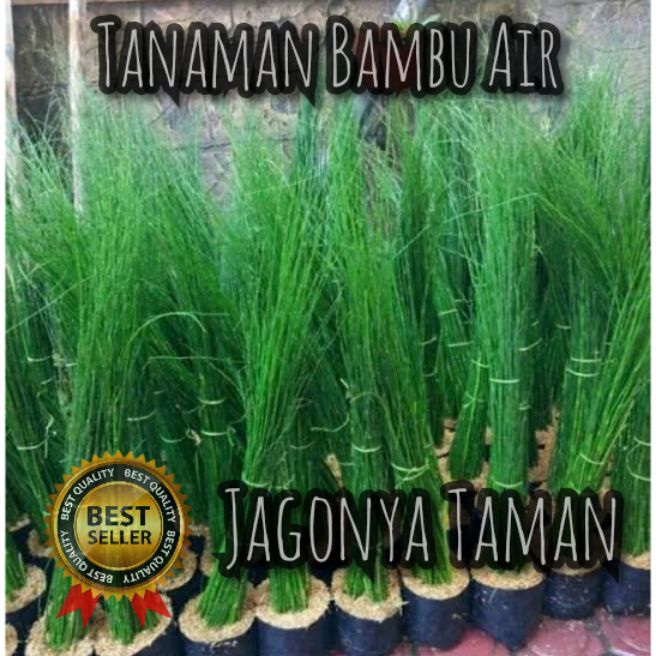 Jual PROMO Tanaman Hias Bambu Air / Tanaman Air Bambu Air Murah / Pohon ...