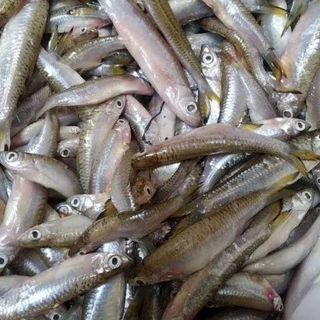 Jual Ikan Seluang Terlengkap & Harga Terbaru Oktober 2024 | Shopee ...