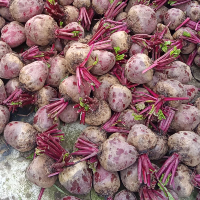 Jual Buah Bit Terlengkap & Harga Terbaru April 2026 | Shopee Indonesia