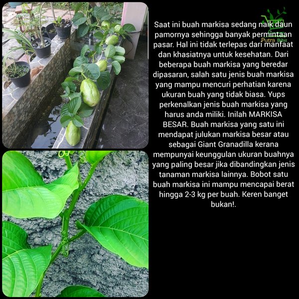 Jual Bibit Pohon Buah Markisa Jumbo - Tanaman Erbis Besar | Shopee Indonesia