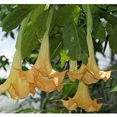 Jual Tanaman Terompet Angel kuning (Brugmansia suaveolens ) bibit ...