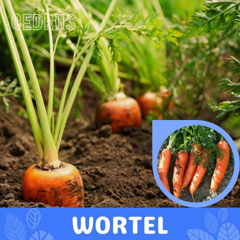 Jual Benih WORTEL (isi 50) - Biji Bibit Sayur Unggul | Shopee Indonesia