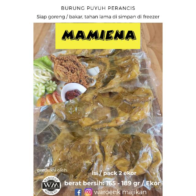 Jual Burung puyuh malond (Manuk londo) | Shopee Indonesia