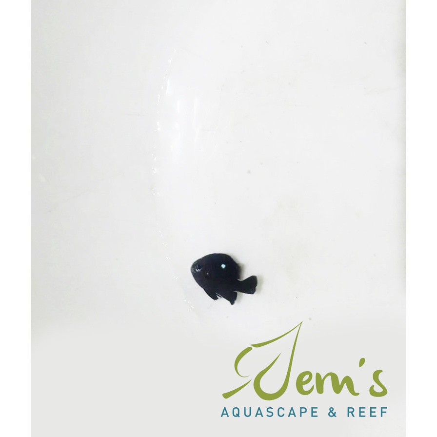 Jual Ikan Air Laut Betok Dakocan Hitam (Domino Damselfish) | Shopee ...