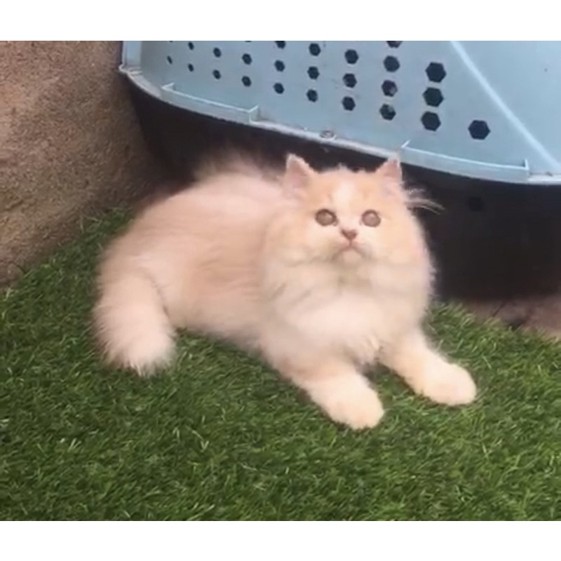 Jual kucing persia kitten persia betina creamy white gembul longhair ...