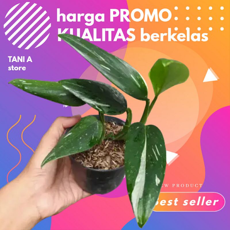 Jual tanaman hias philodendron monstera standliyana varigata putih ...