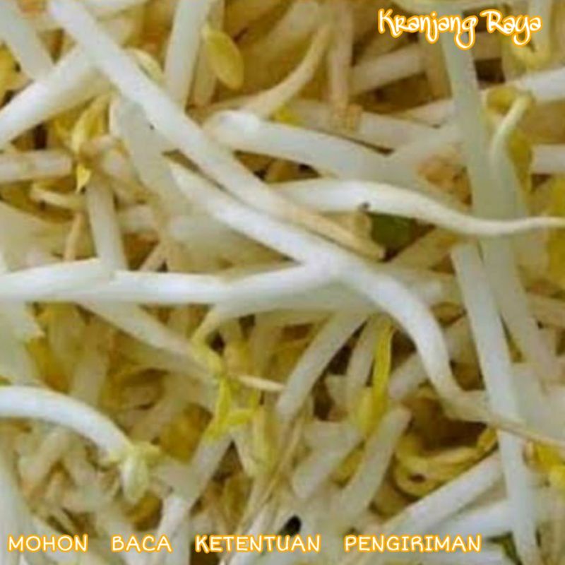 Jual Toge. | Shopee Indonesia