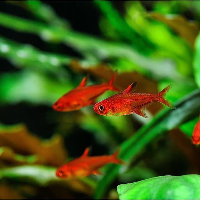 Jual ikan hias amandae/ ikan ember tetra | Shopee Indonesia