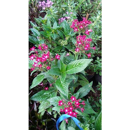 Jual Vegetasi Lebah Bunga Pentas Tanaman Hias Tanaman Hias Dan Vegetasi