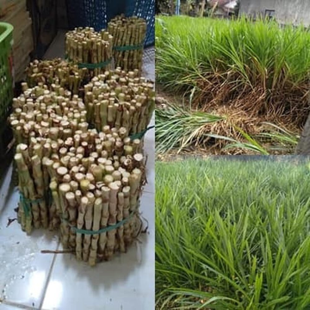 Jual Benih Bibit Rumput Odot Kemasan 1 Kg | Shopee Indonesia