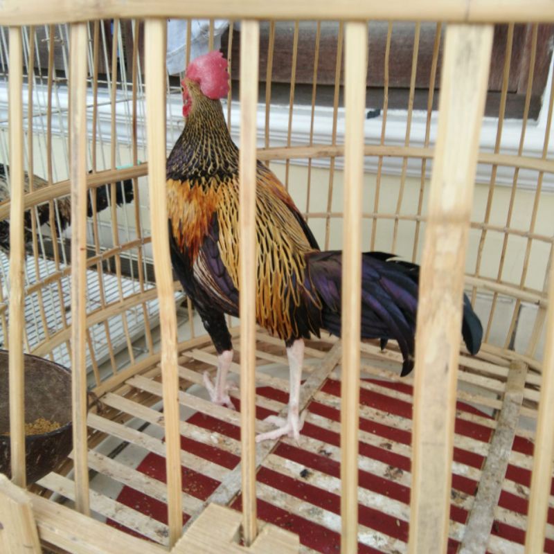 Jual AYAM BEKISAR JAKARTA | Shopee Indonesia