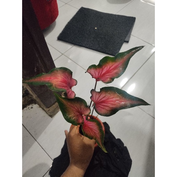 Jual WAYANG MERAH | Shopee Indonesia