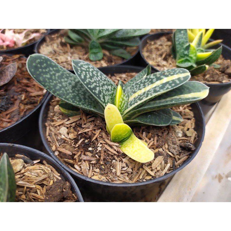 Jual Tanaman Gasteria Fujimini variegata | Shopee Indonesia