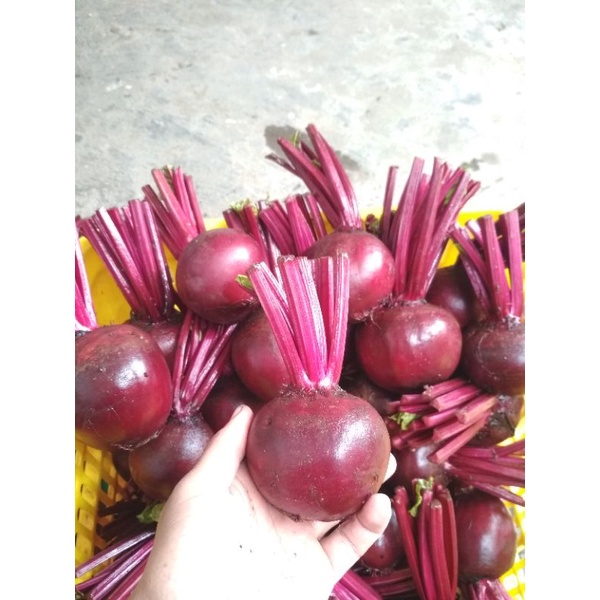 Jual Buah Bit 2 kg LEBIH | Shopee Indonesia