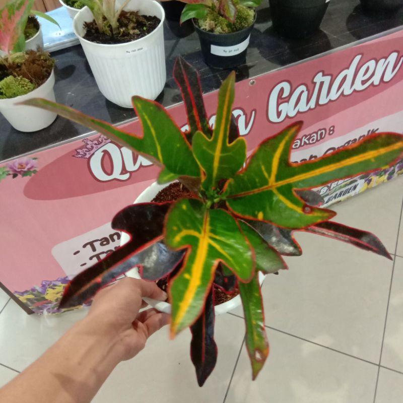 Jual tanaman hias puring 3 warna | Shopee Indonesia