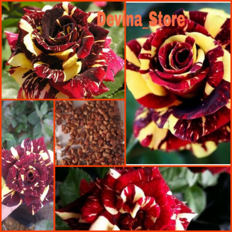 Jual Biji Bunga Mawar (BATIK) ISI 18Biji | Shopee Indonesia