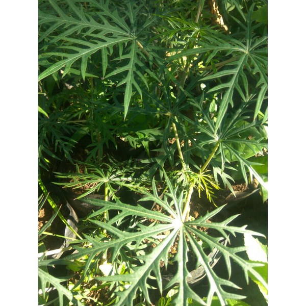 Jual Bibit Tanaman Yodium Pohon Betadine Bibit Tanaman Betadine pohon ...