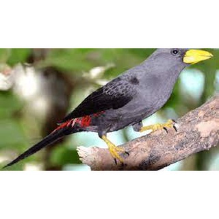 Jual Burung Jalak Rio Rio | Shopee Indonesia