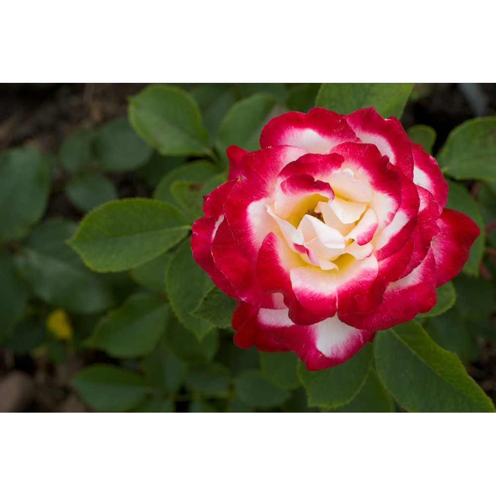 Jual 10 Benih Mawar Rainbow Mawar Hybrid Tea Rose Double Delight Impor ...