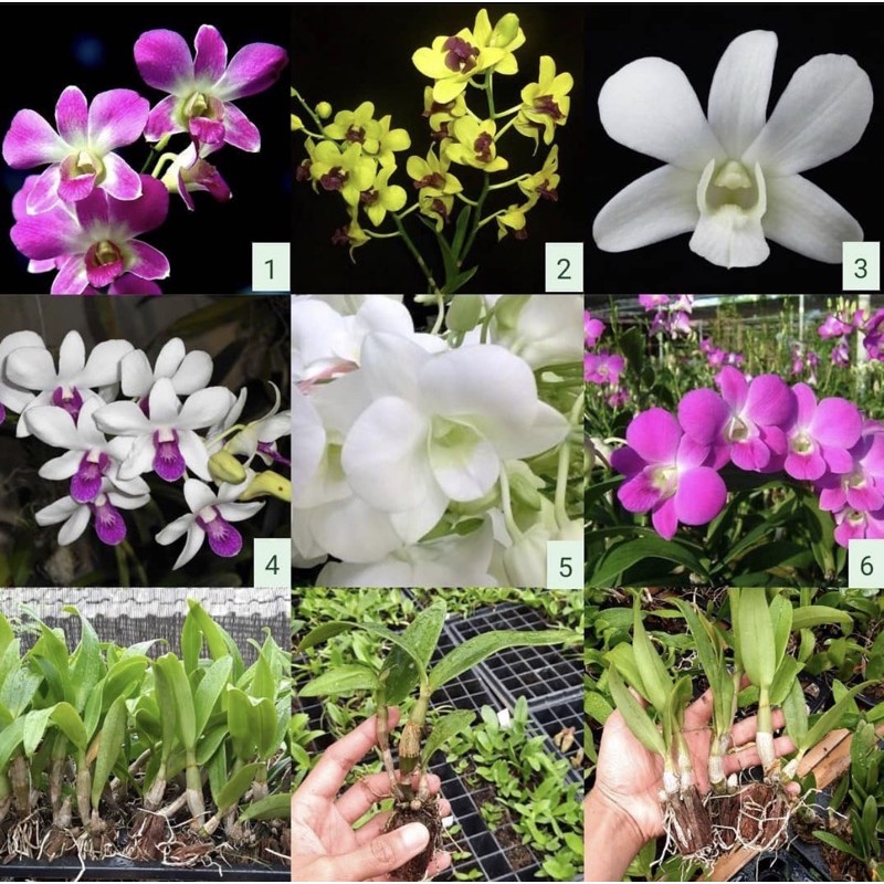Jual Paket 6 seedling anggrek hidup-bunga hidup-tanaman hidup-seedling ...