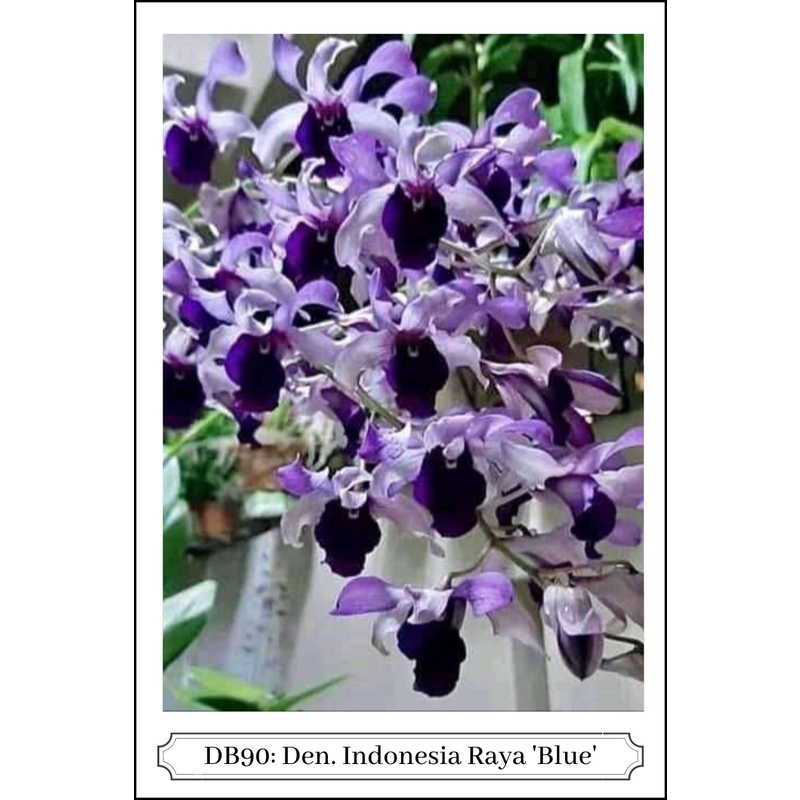 Jual Anggrek Dendrobium Bulat Dewasa | Shopee Indonesia