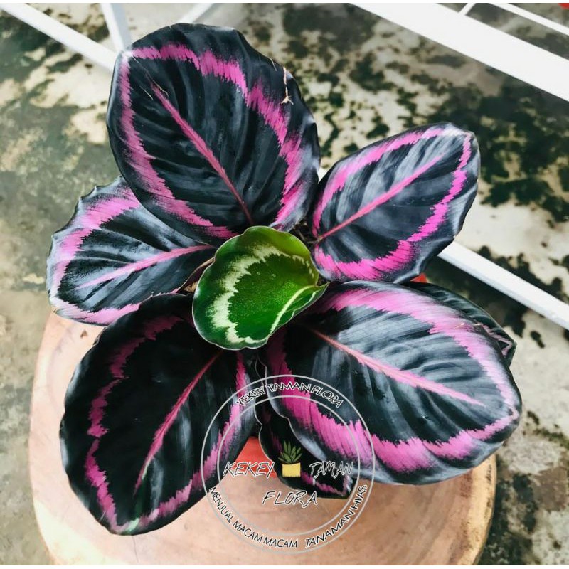 Jual Tanaman Hias Calathea Pink Jessy - Calathea Pink Jessy - Bunga ...