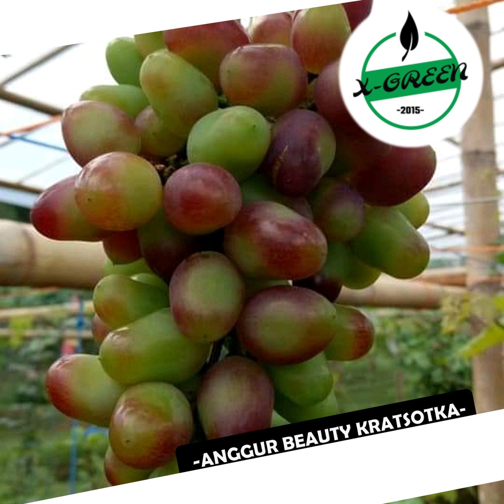 Jual Pohon Buah Anggur Import Beauty Kratsotka - (X-Green) | Shopee ...