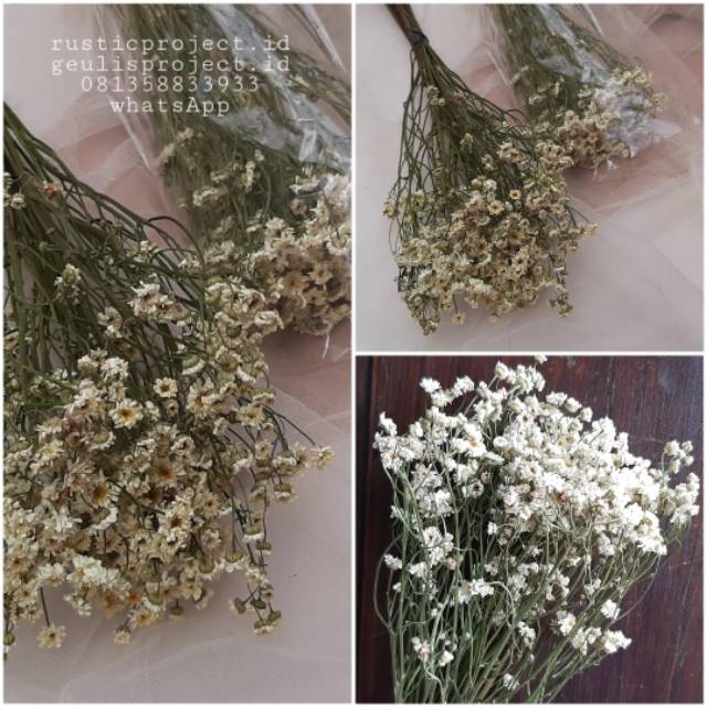 Jual Bunga kering camelia / kamelia | Shopee Indonesia