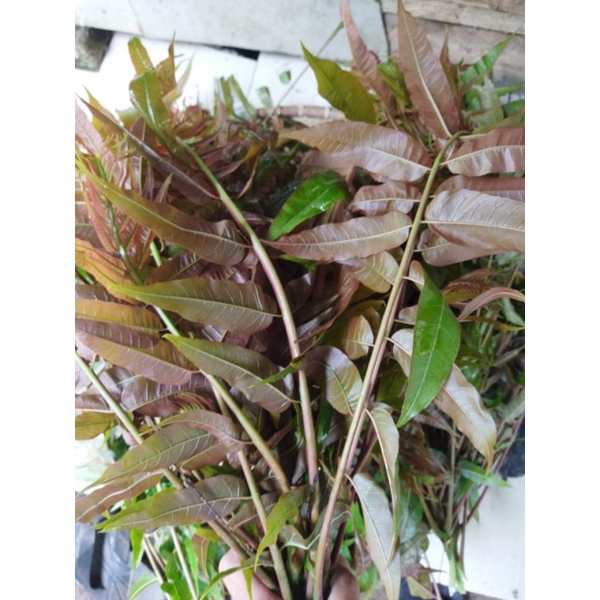 Jual Jual daun suren surian atau toona sureni segar 1kg | Shopee Indonesia