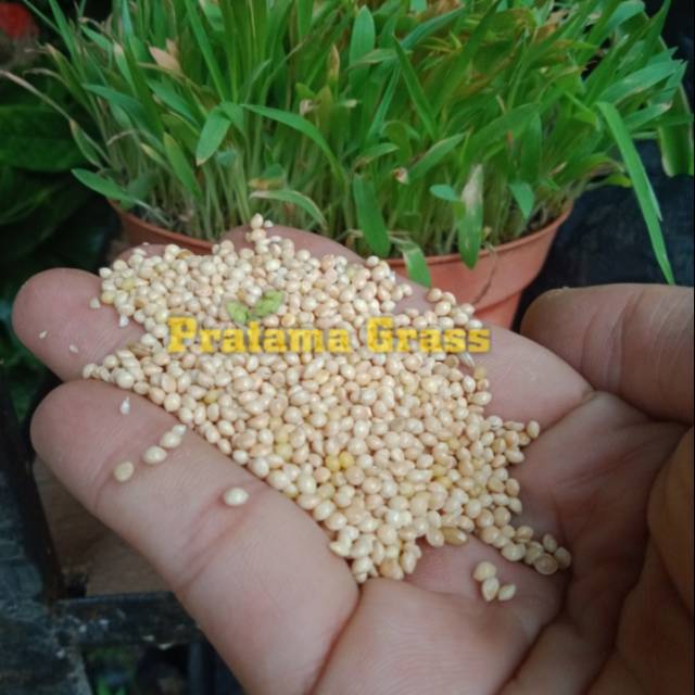 Jual Benih Rumput Brachiaria decumbens - Rumput pakan ternak ...
