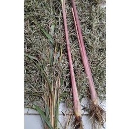 Jual Bunga serai merah atou bunga serai merah serai wangi serai hutan ...