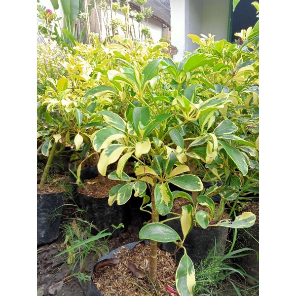 Jual bibit bunga Walisongo rimbun | Shopee Indonesia